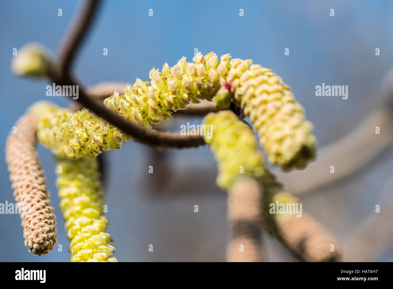 The buds and catkins of a corkscrew hazel (Corylus avellana 'Contorta ...