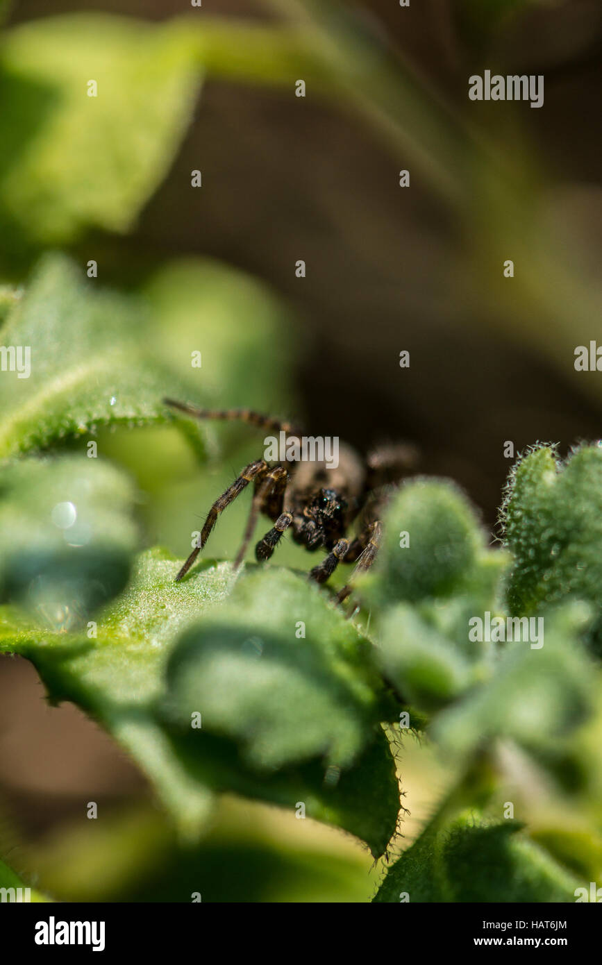 A jumping spider (Salticidae Stock Photo - Alamy