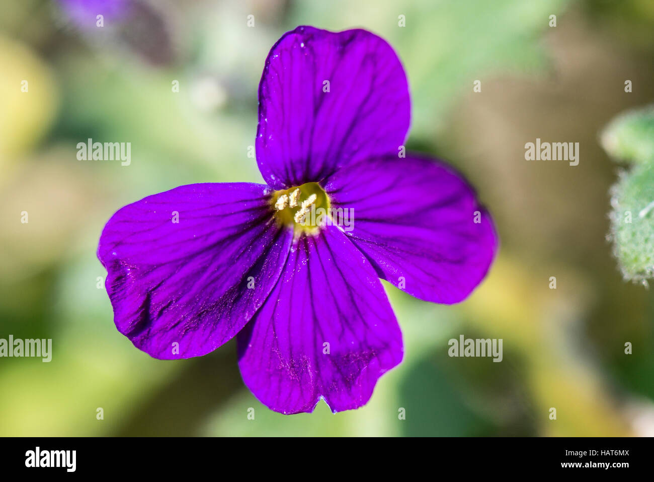 A purple aubretia (Aubrieta) flower Stock Photo - Alamy