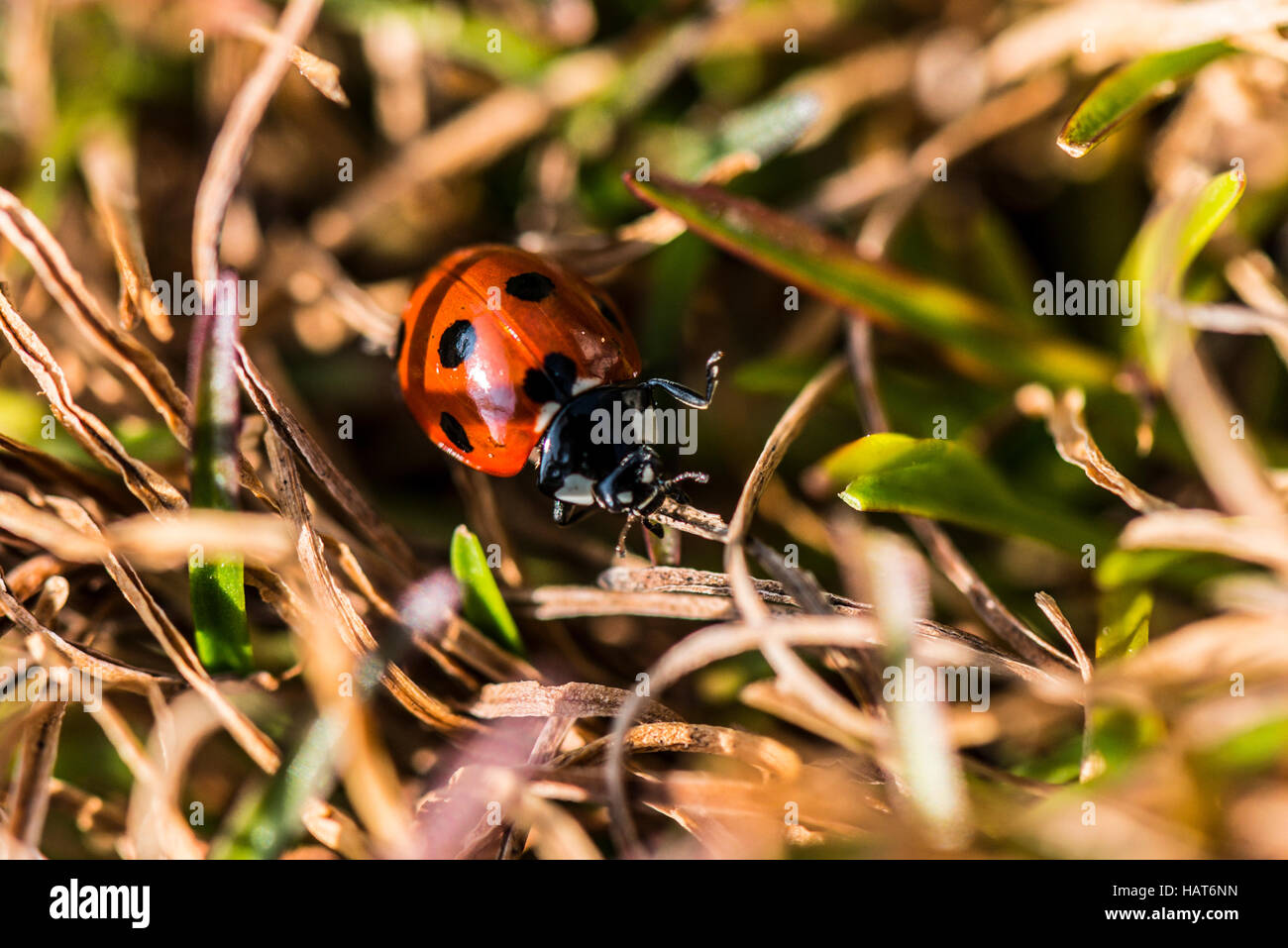 Delaware state insect hi-res stock photography and images - Alamy