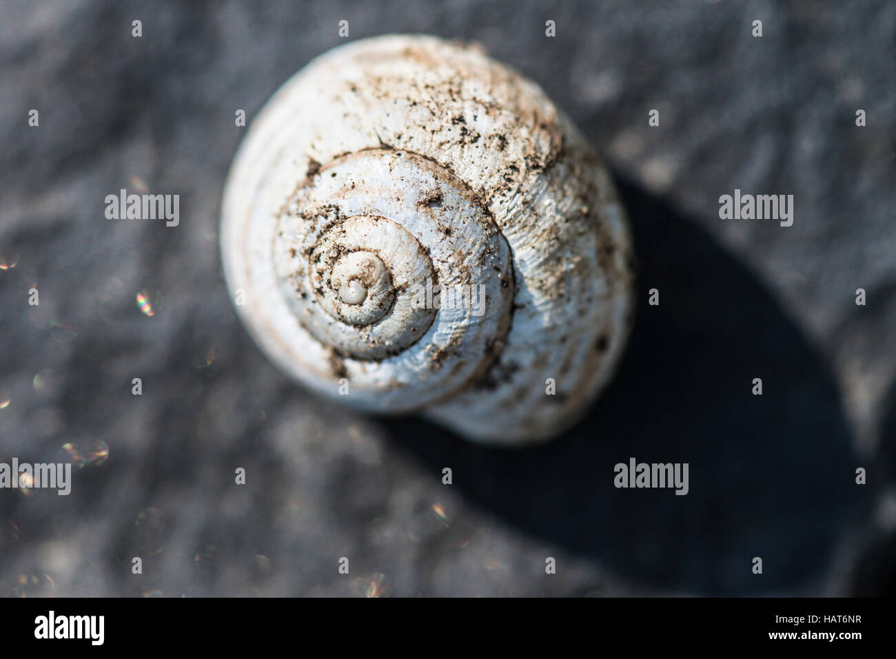 A small white snail shell Stock Photo - Alamy