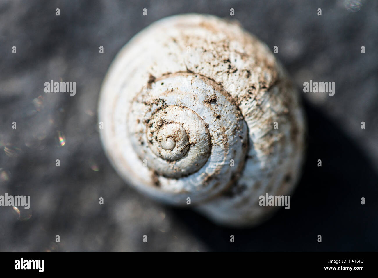 A small white snail shell Stock Photo - Alamy