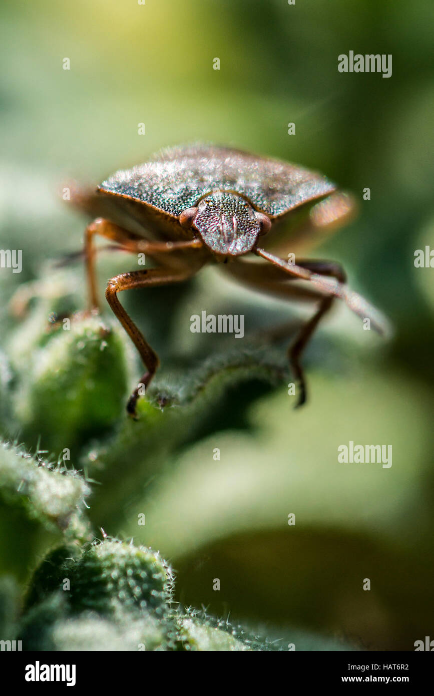 Embolium hi-res stock photography and images - Alamy