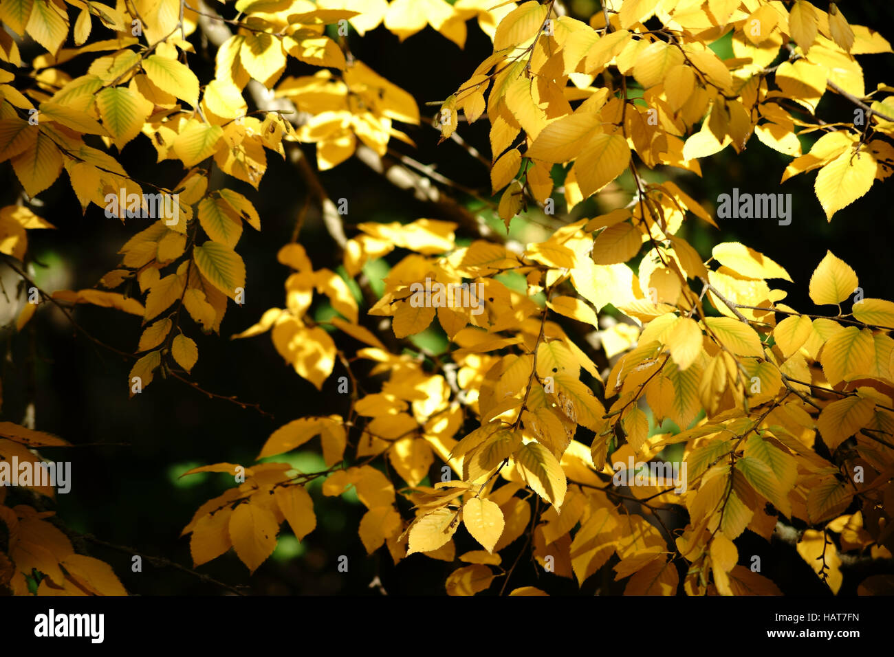 Autumn leaves Sweet birch Stock Photo - Alamy