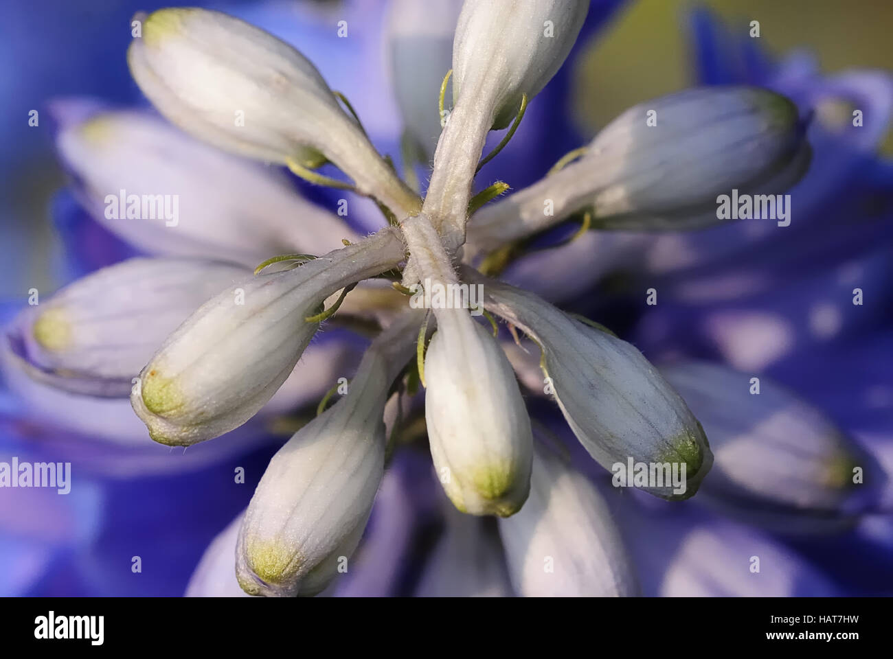 dolde - umbel Stock Photo - Alamy