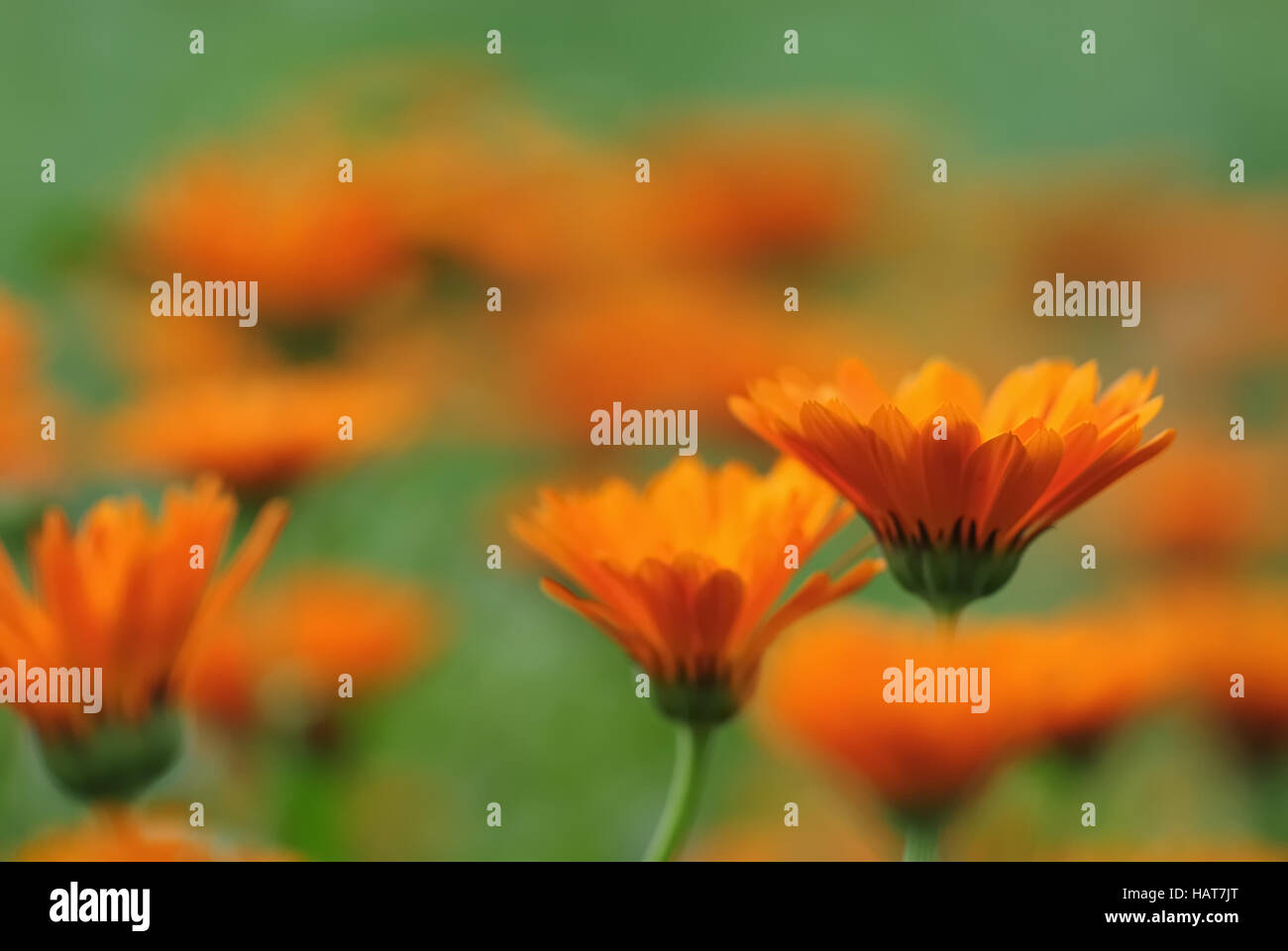 Calendula officinalis field hi-res stock photography and images - Alamy