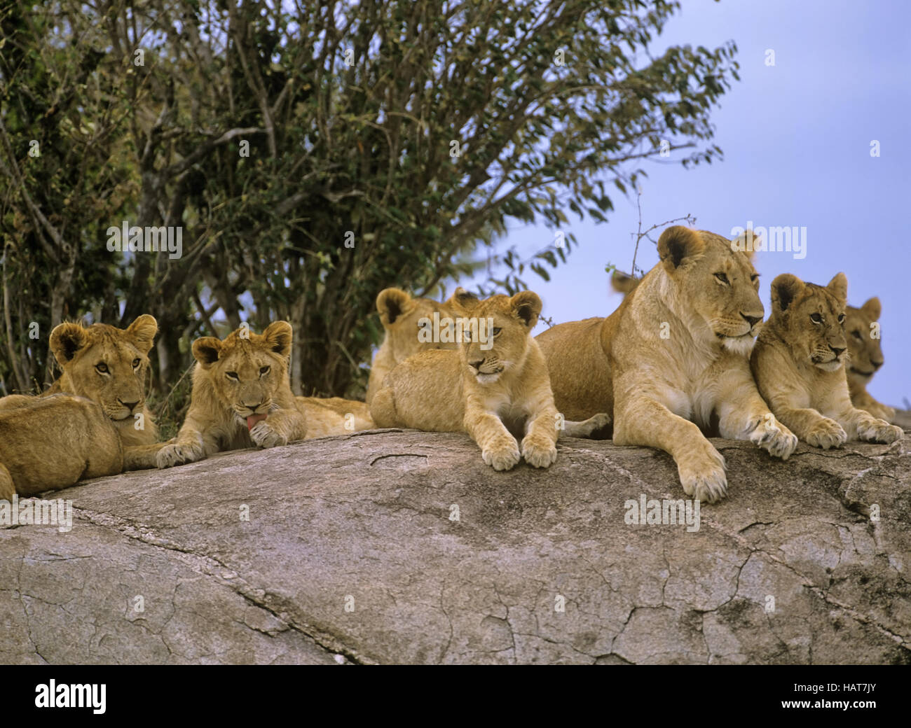 African lion family hi-res stock photography and images - Alamy
