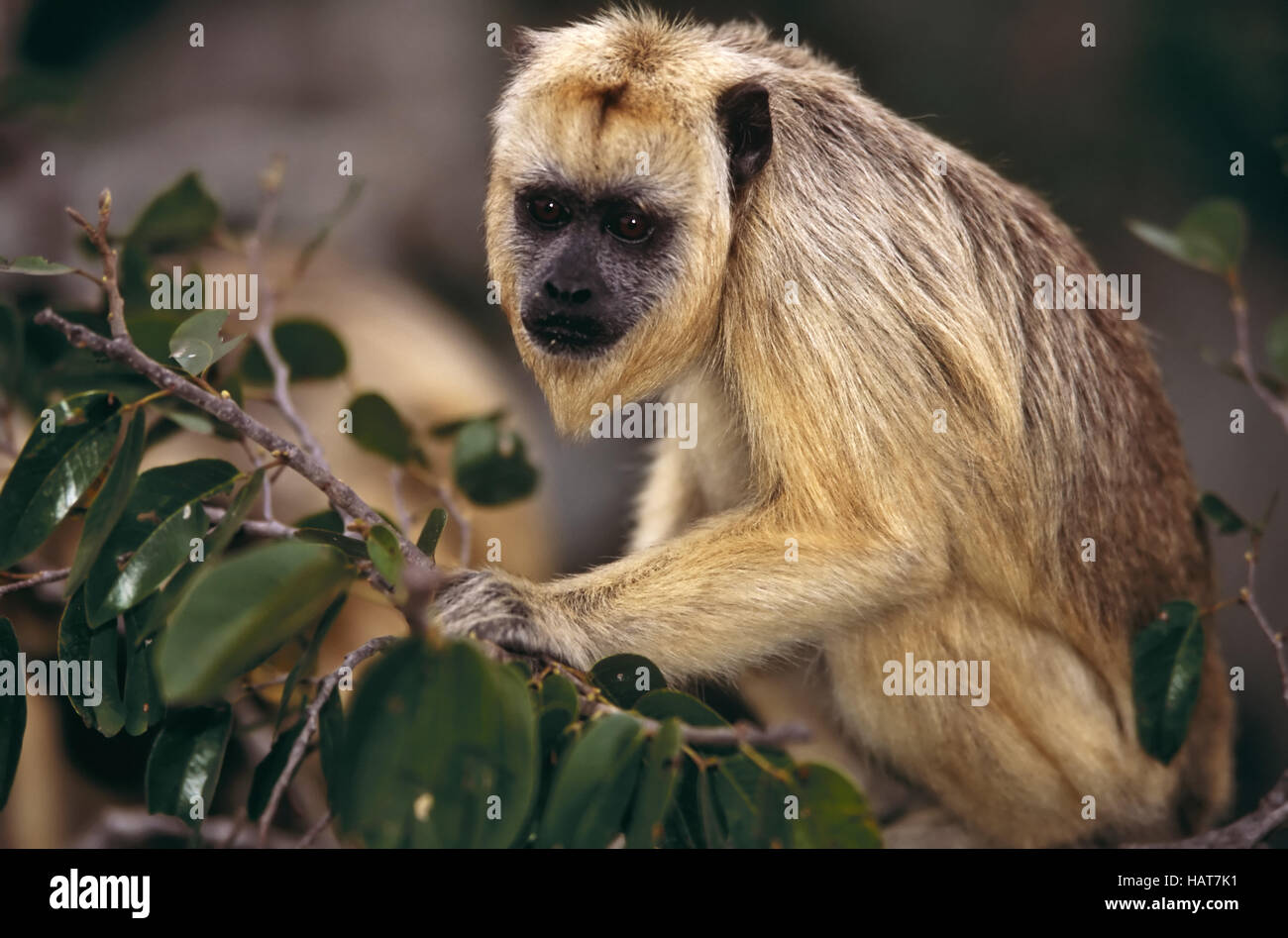 Alouates hi-res stock photography and images - Alamy