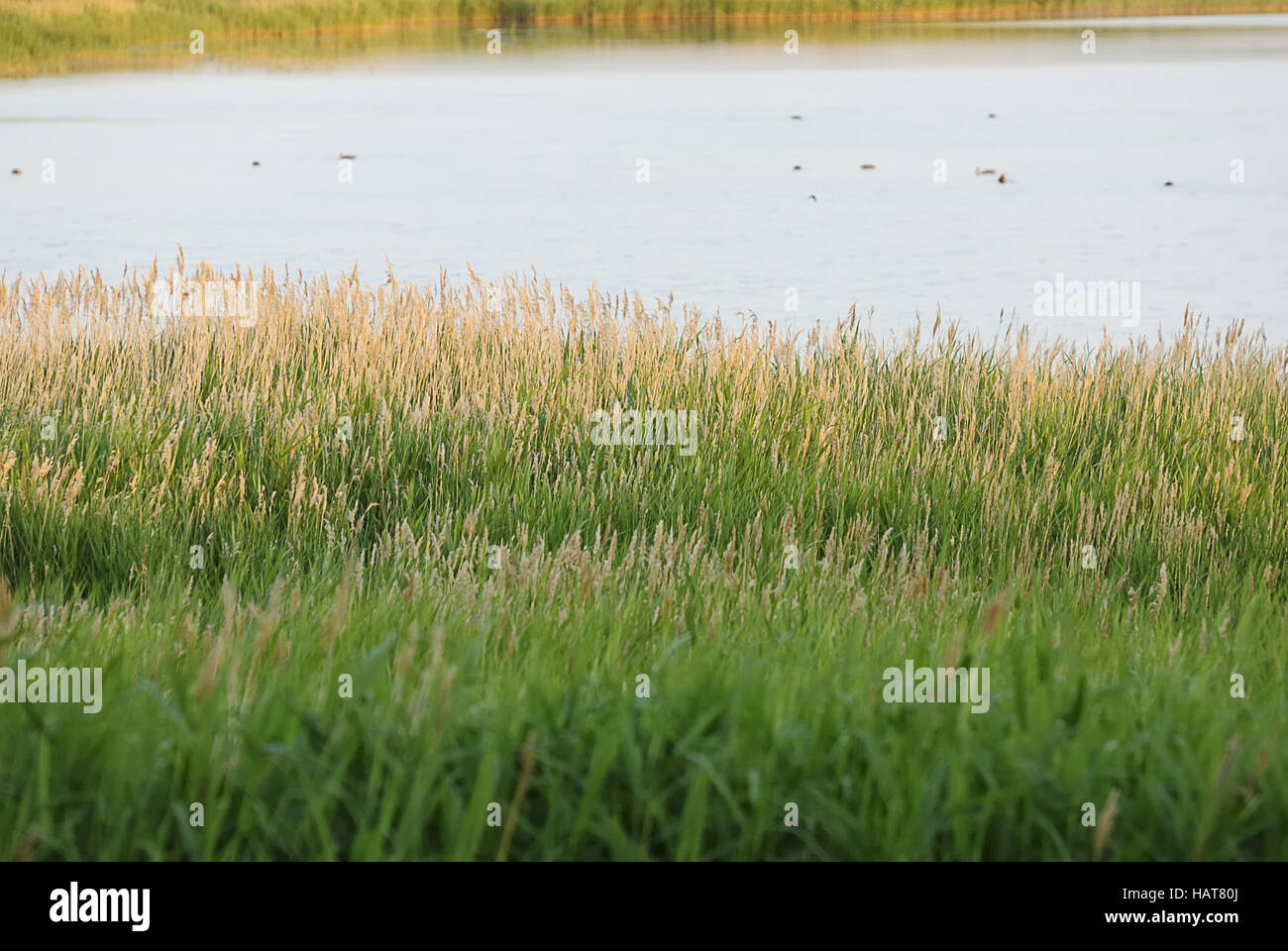 33 common reed hi-res stock photography and images - Alamy
