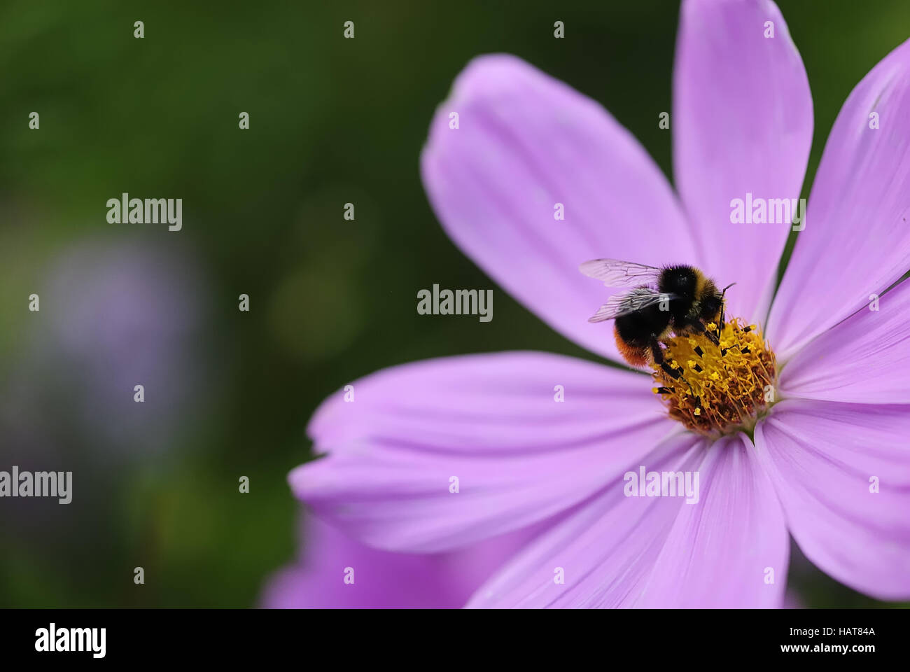 hummelbluete - bumble bee 1 Stock Photo - Alamy
