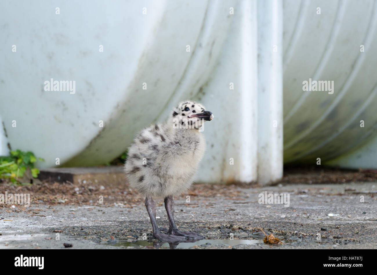 WHITE BIRD WITH BLACK STAINS Stock Photo - Alamy