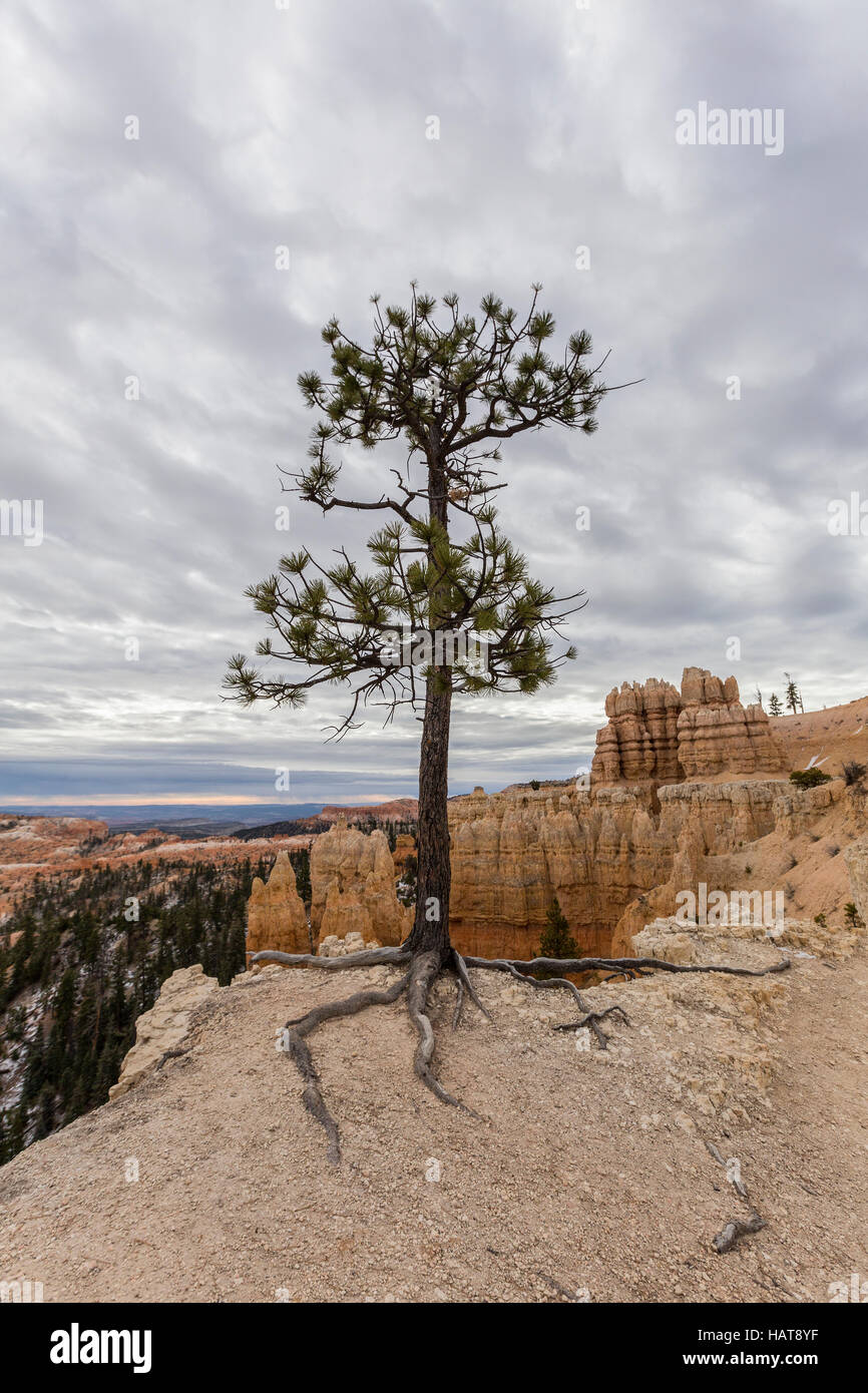Limber Pine with exposed roots and winter storm sky at Bryce Canyon ...