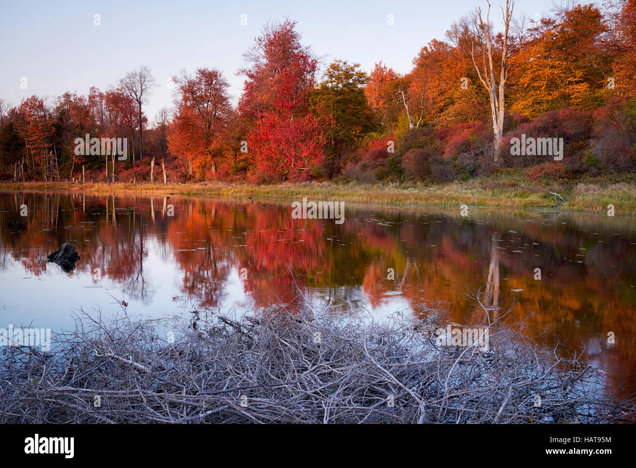 Sunset illuminates autumn foliage along Lake Jean in Ricketts Glen ...