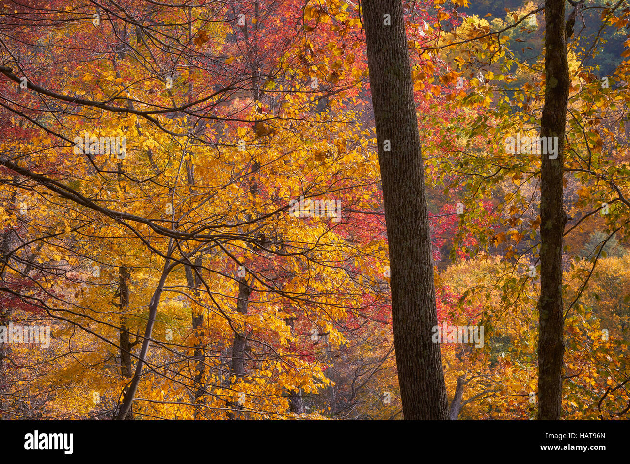 Colorful autumn foliage along Sullivan Run during spring in Sullivan ...