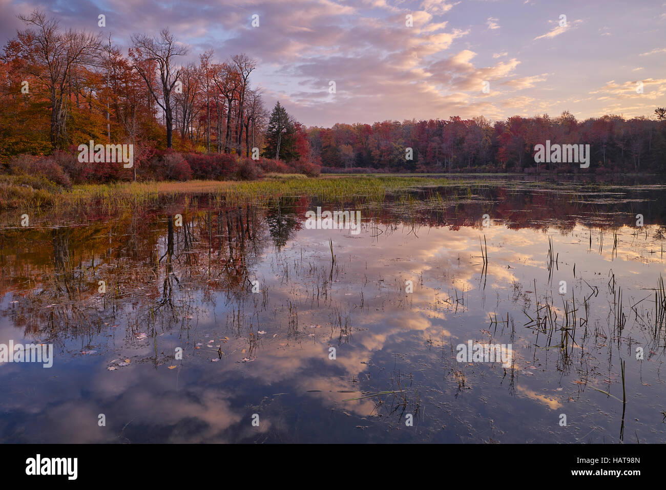 Pennsylvania state forest natural area hi-res stock photography and ...