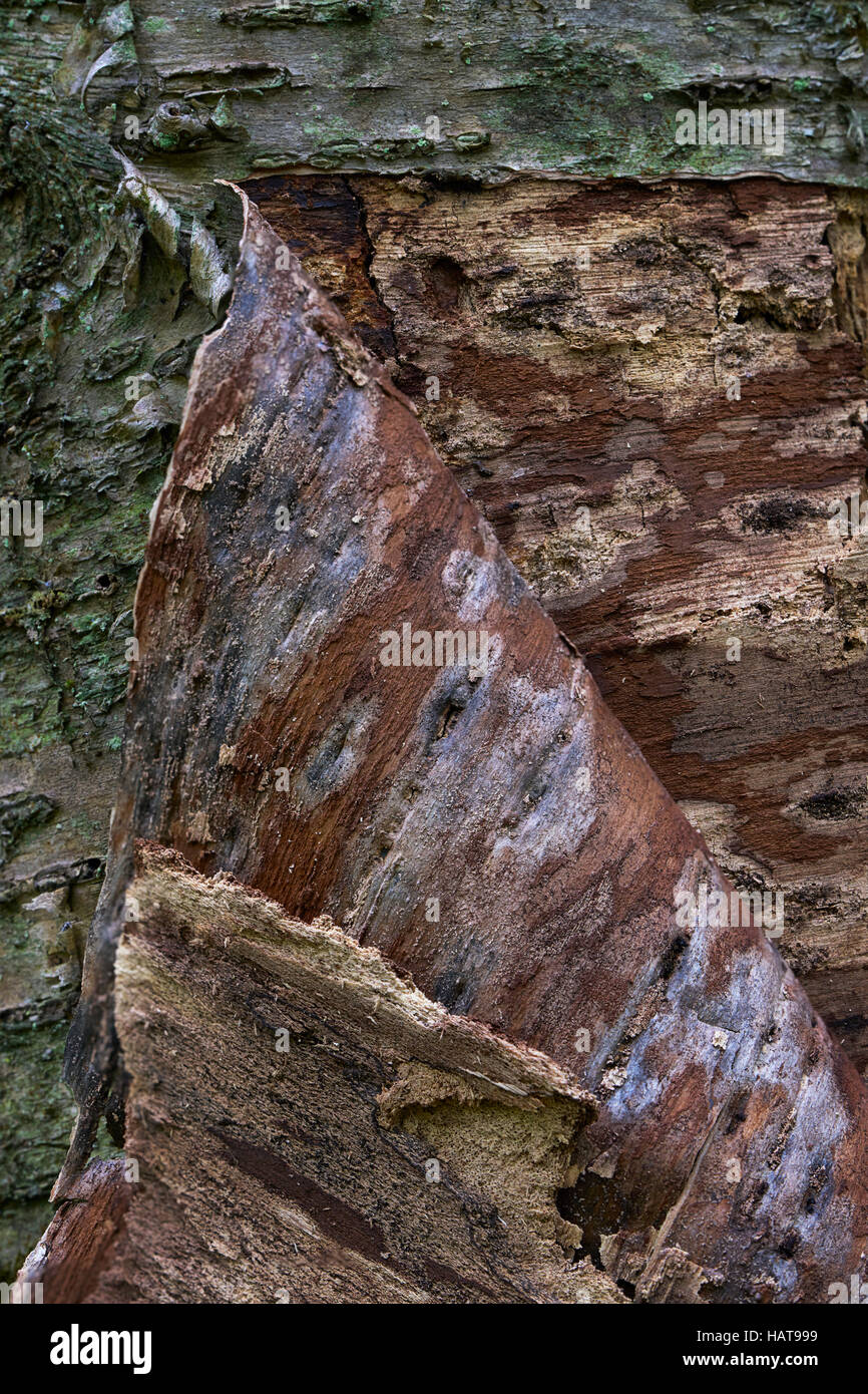Peeling tree bark hi-res stock photography and images - Alamy