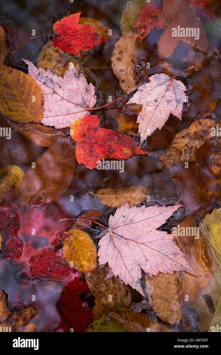 Colorful leaves along Sullivan Run during autumn in Sullivan County ...