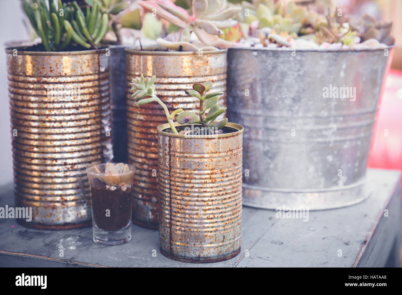 succulents in rustic used tins, Eco and reuse concept Stock Photo - Alamy