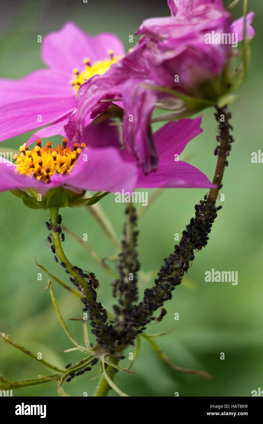 flower with louses Stock Photo - Alamy