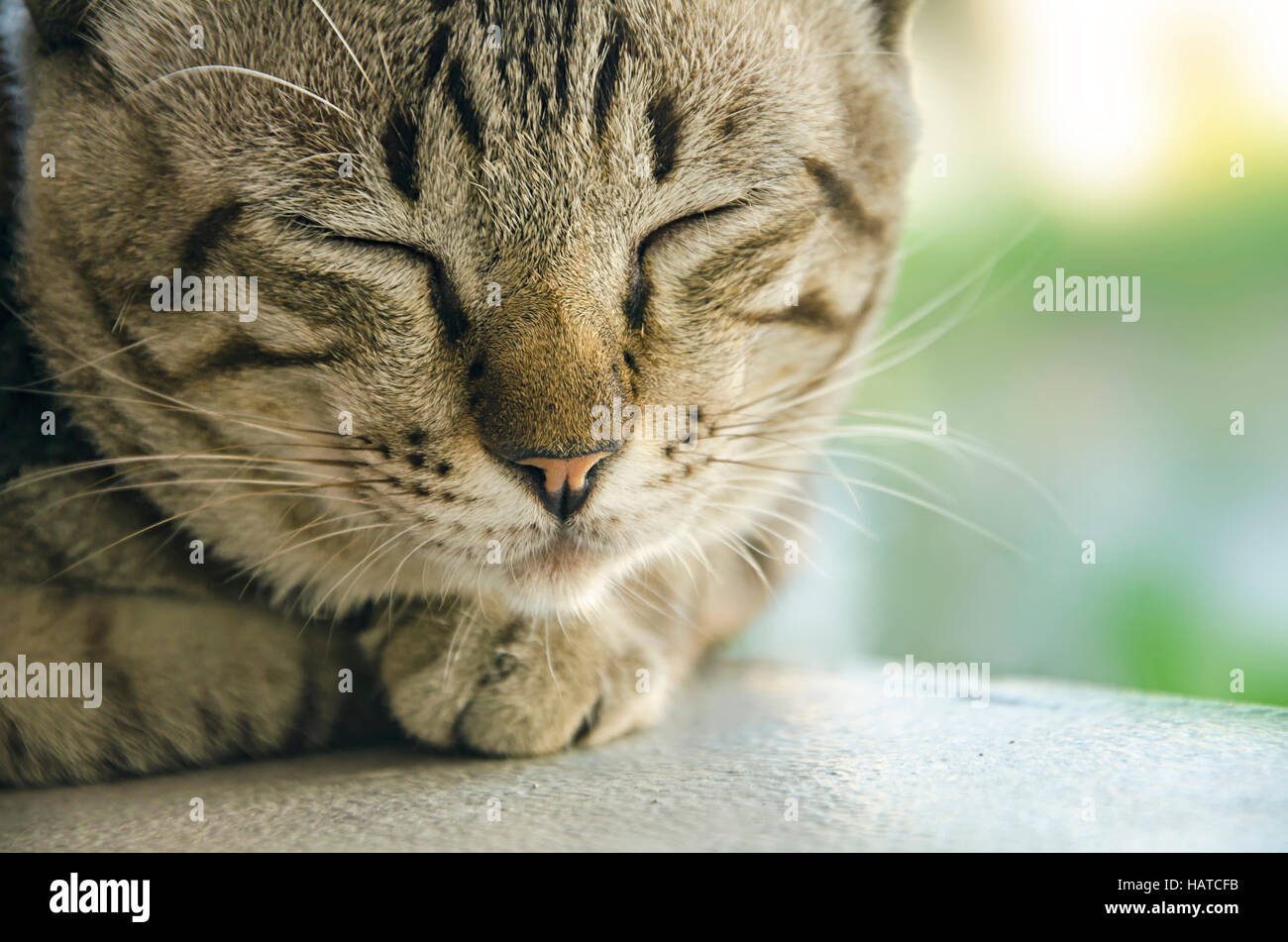 Sleeping cat's face, close-up Stock Photo - Alamy