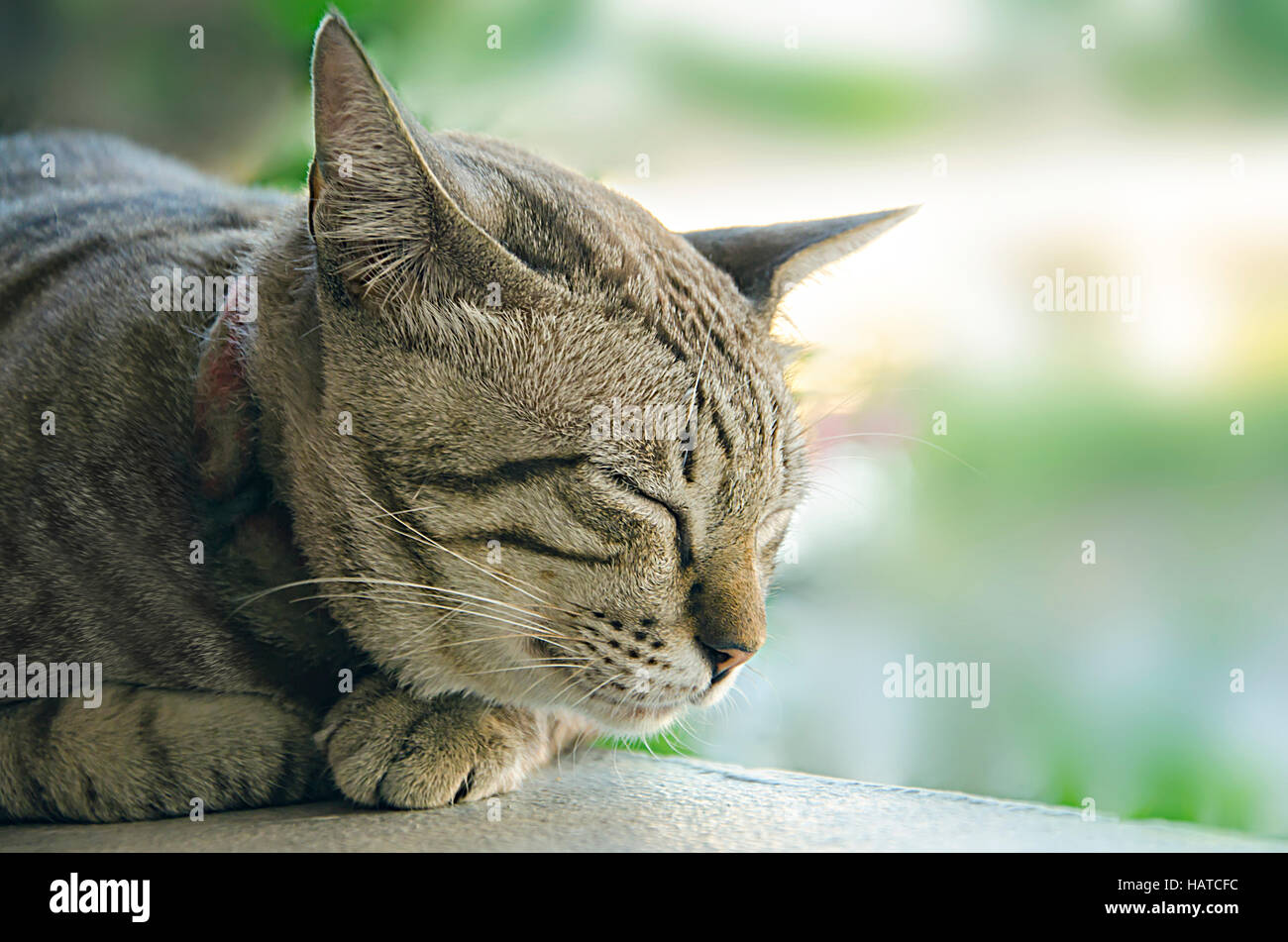 Sleeping cat's face, close-up Stock Photo - Alamy