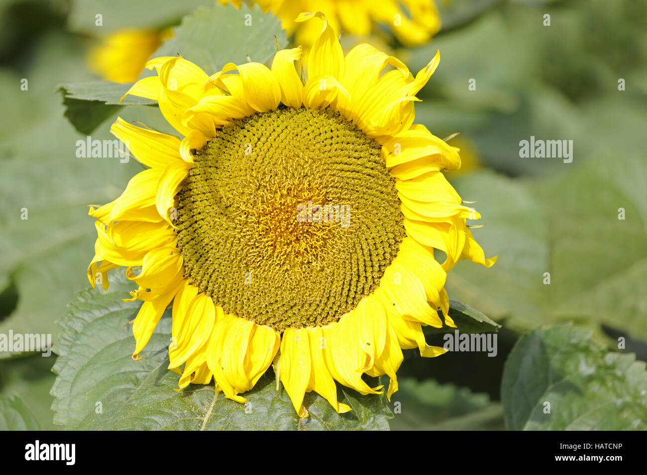 Gewoehnliche sonnenblume hi-res stock photography and images - Alamy