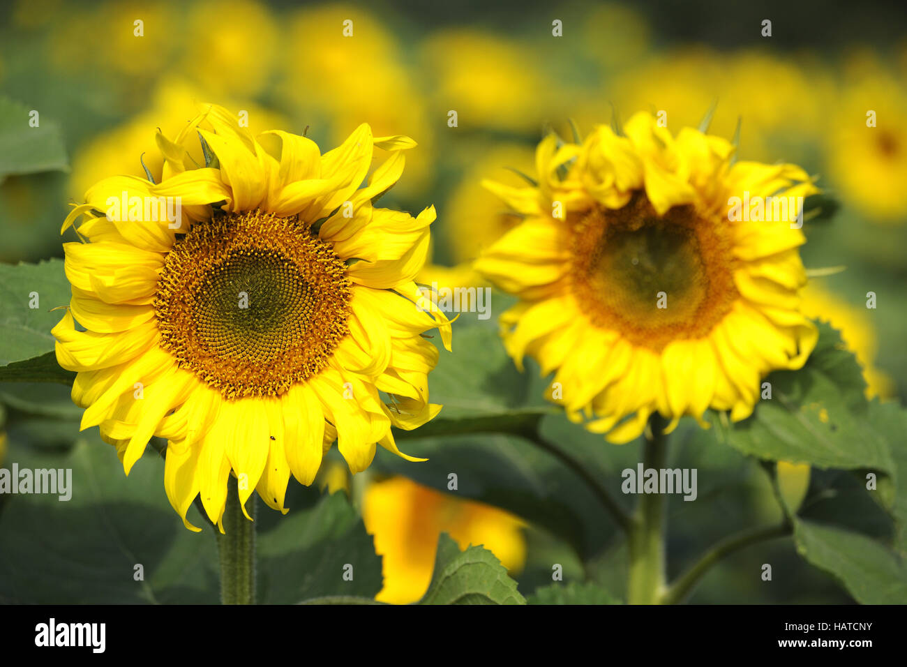 Pflanzenfotos hi-res stock photography and images - Alamy