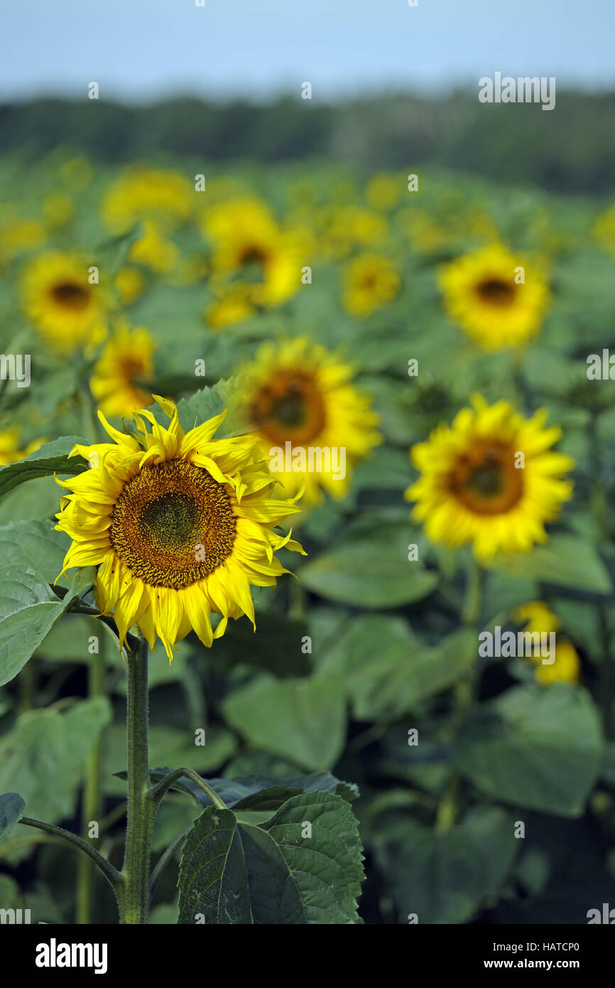 Sonnenblumenfoto hi-res stock photography and images - Alamy