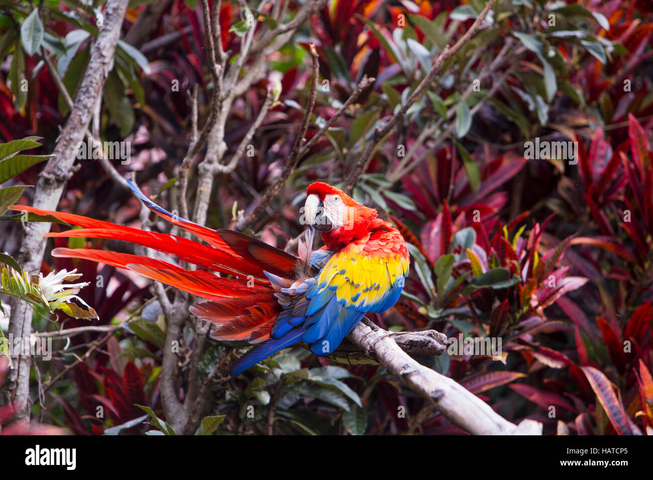 Macaws preening hi-res stock photography and images - Alamy