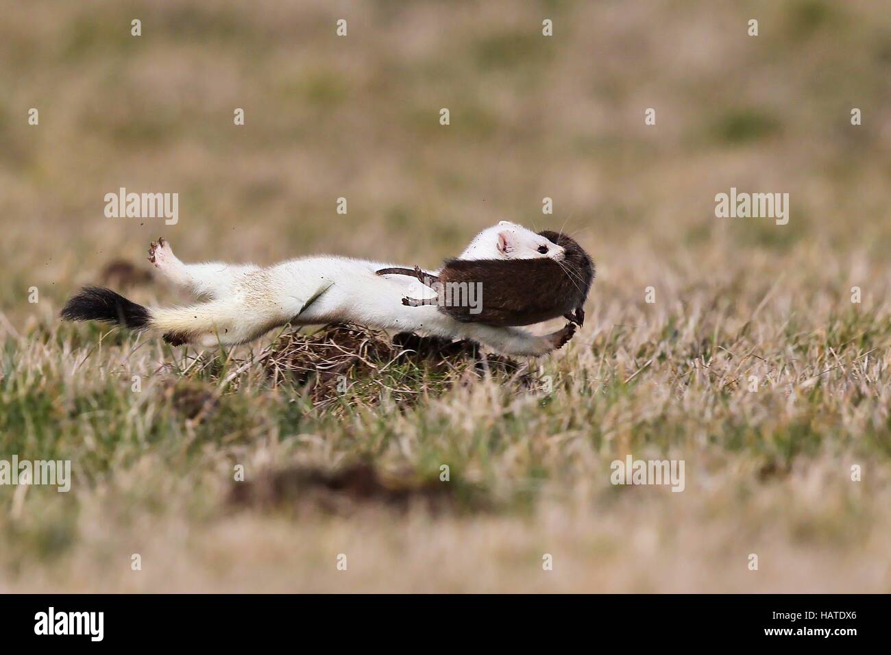 Leaping water vole hi-res stock photography and images - Alamy