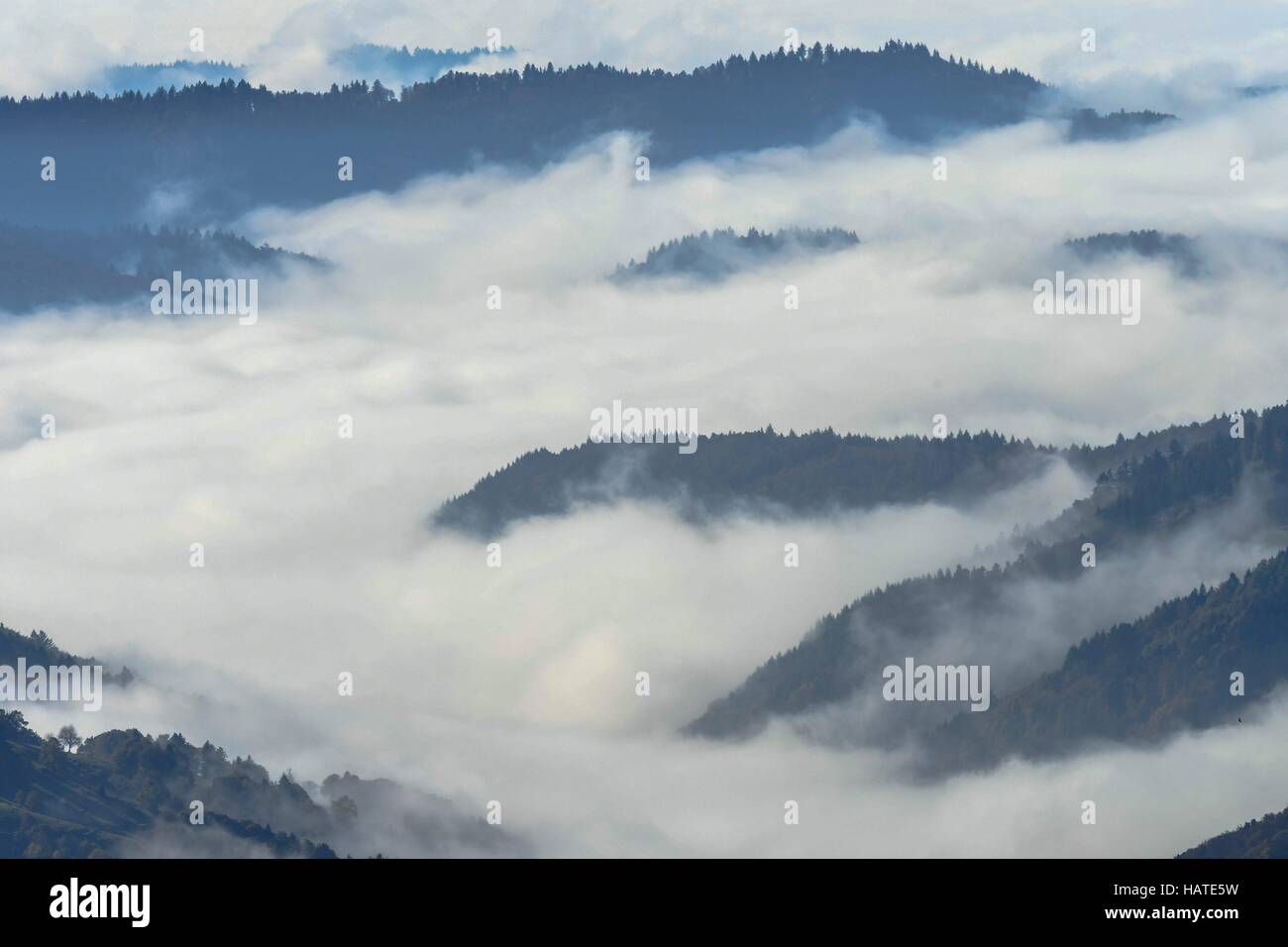 autumn fog in the Black Forest, Oct. 31, 2016. | usage worldwide Stock ...