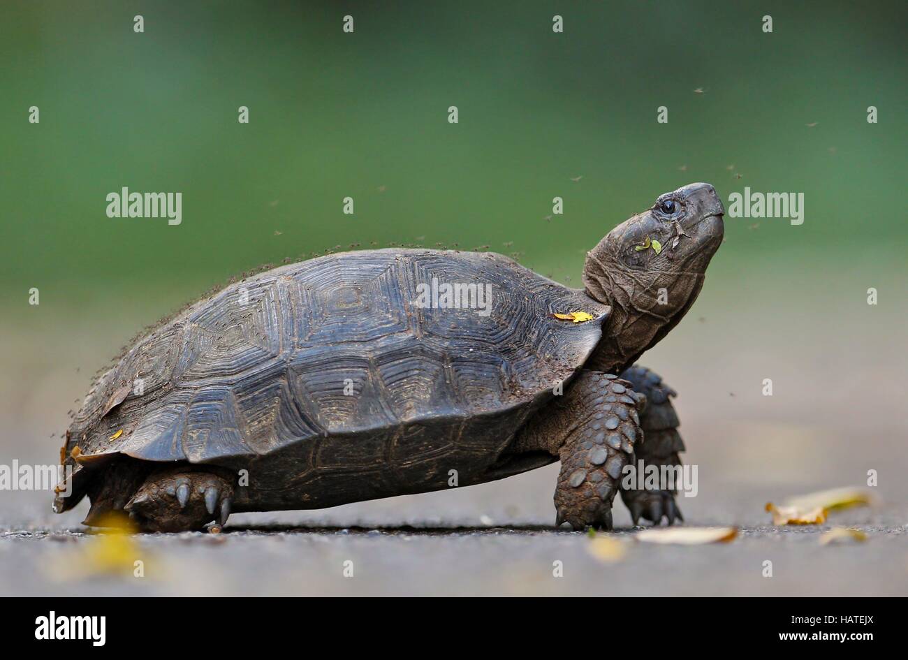 Asian Forest Tortoise (Manouria emys) covered with countless mosquitos ...