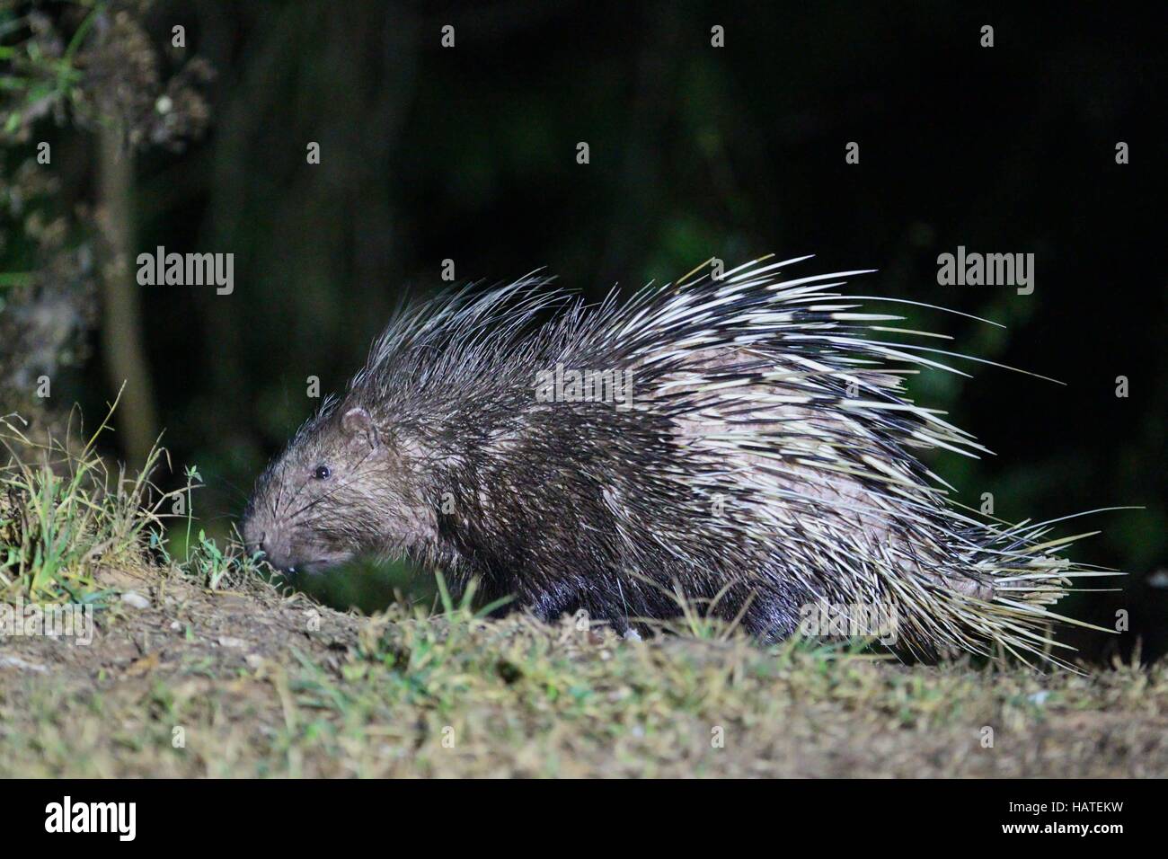 Malayan Porcupine (Hystrix brachyura) foraging at night in the forest ...
