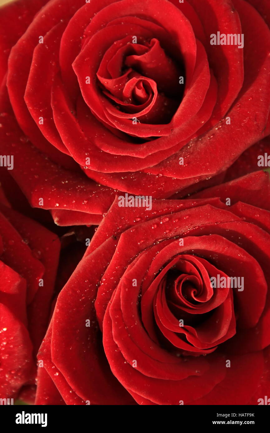 Fresh crimson red rose petals hi-res stock photography and images - Alamy