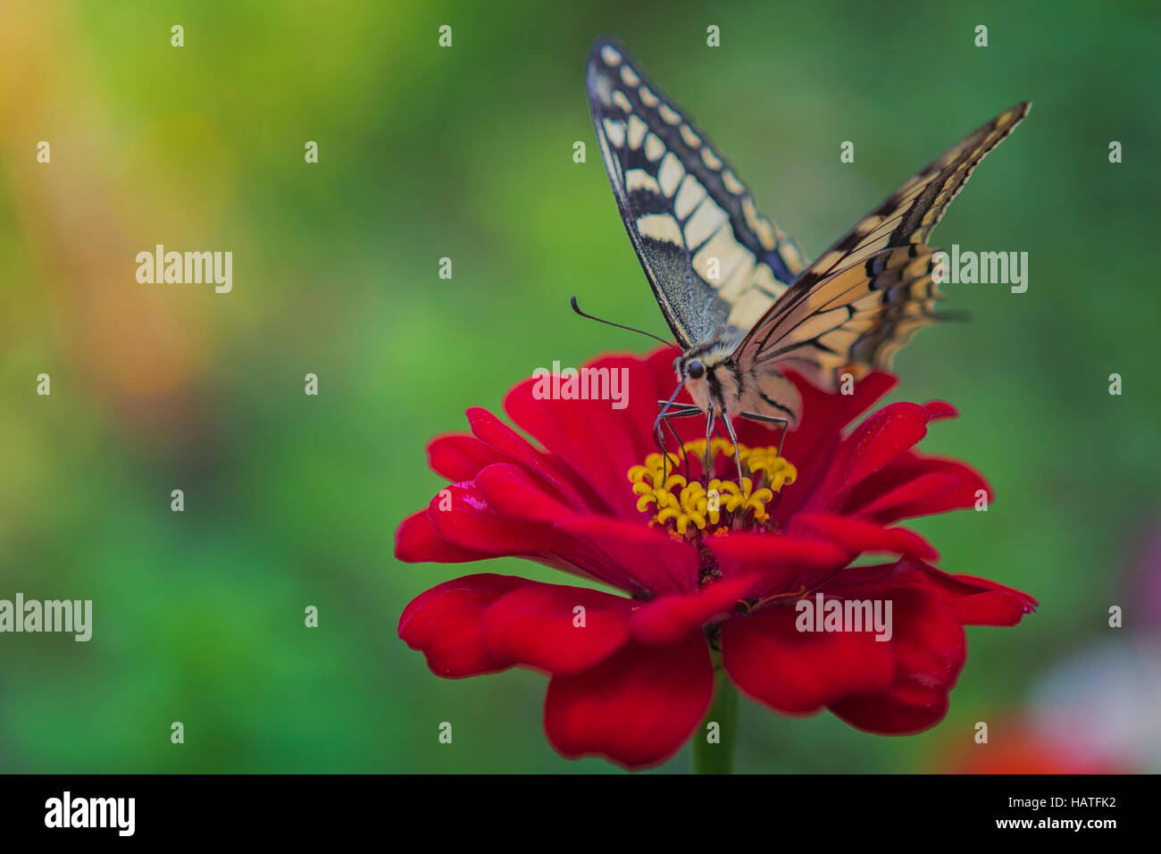 Swallowtail butterfly (Papilio machaon) a rare butterfly from the ...