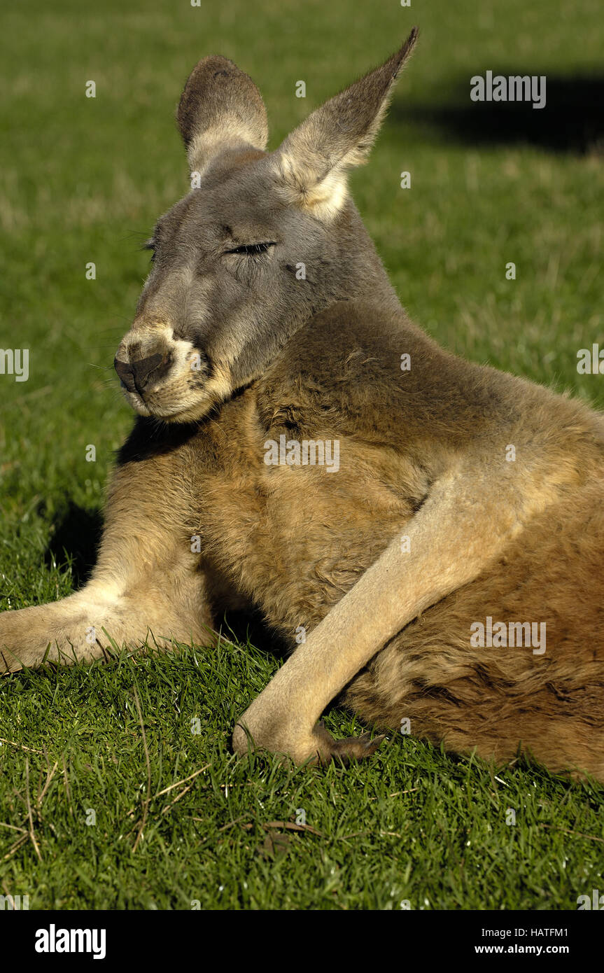 Victoria wildtiere hi-res stock photography and images - Alamy
