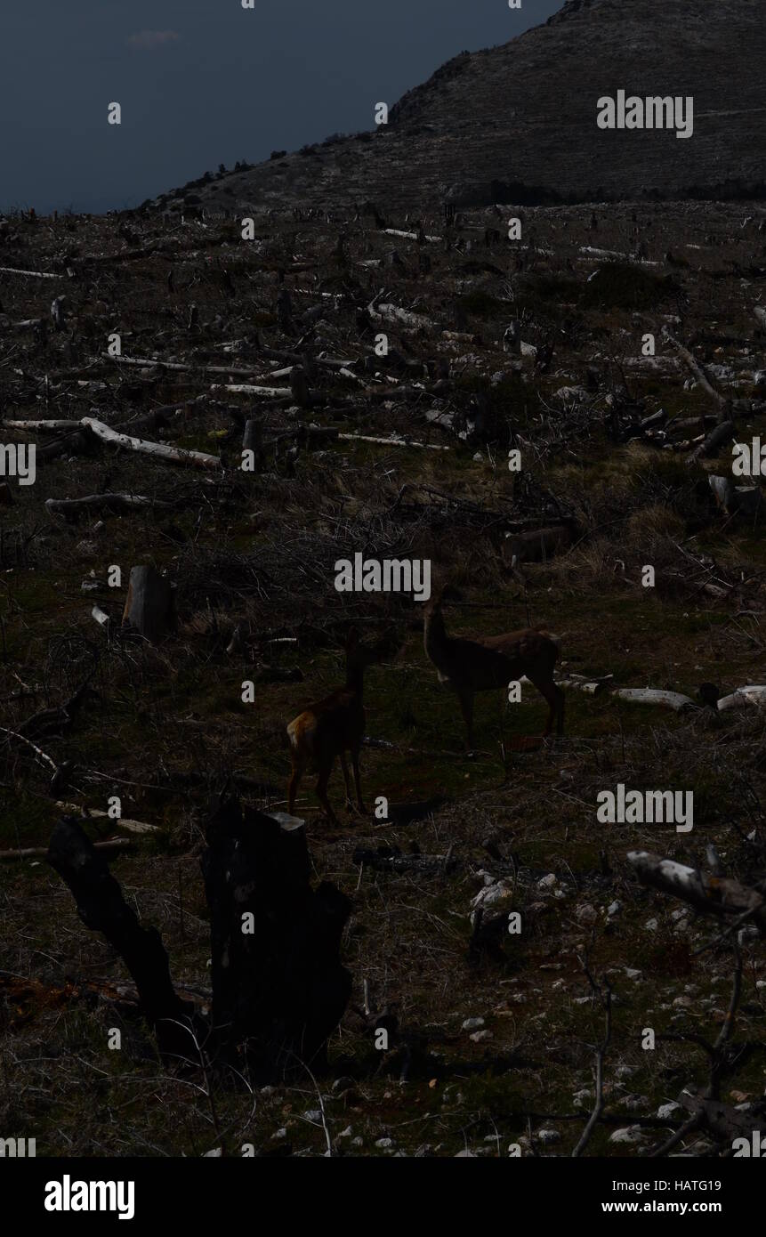 Nature photography out in the open space Stock Photo - Alamy