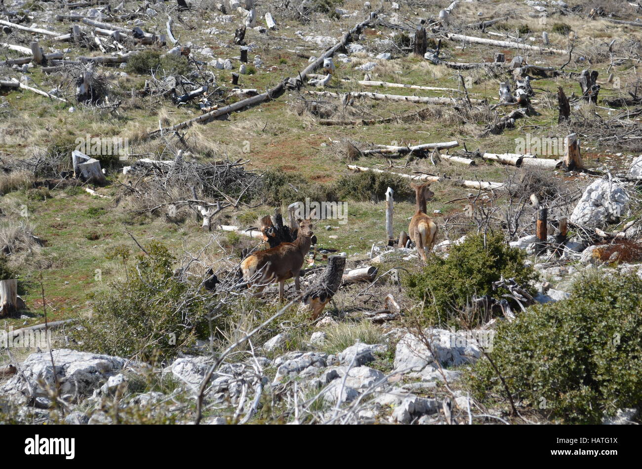 Nature photography out in the open space Stock Photo - Alamy