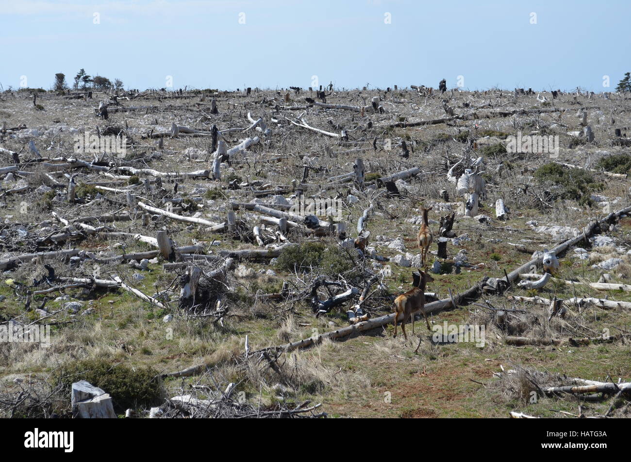 Nature photography out in the open space Stock Photo - Alamy