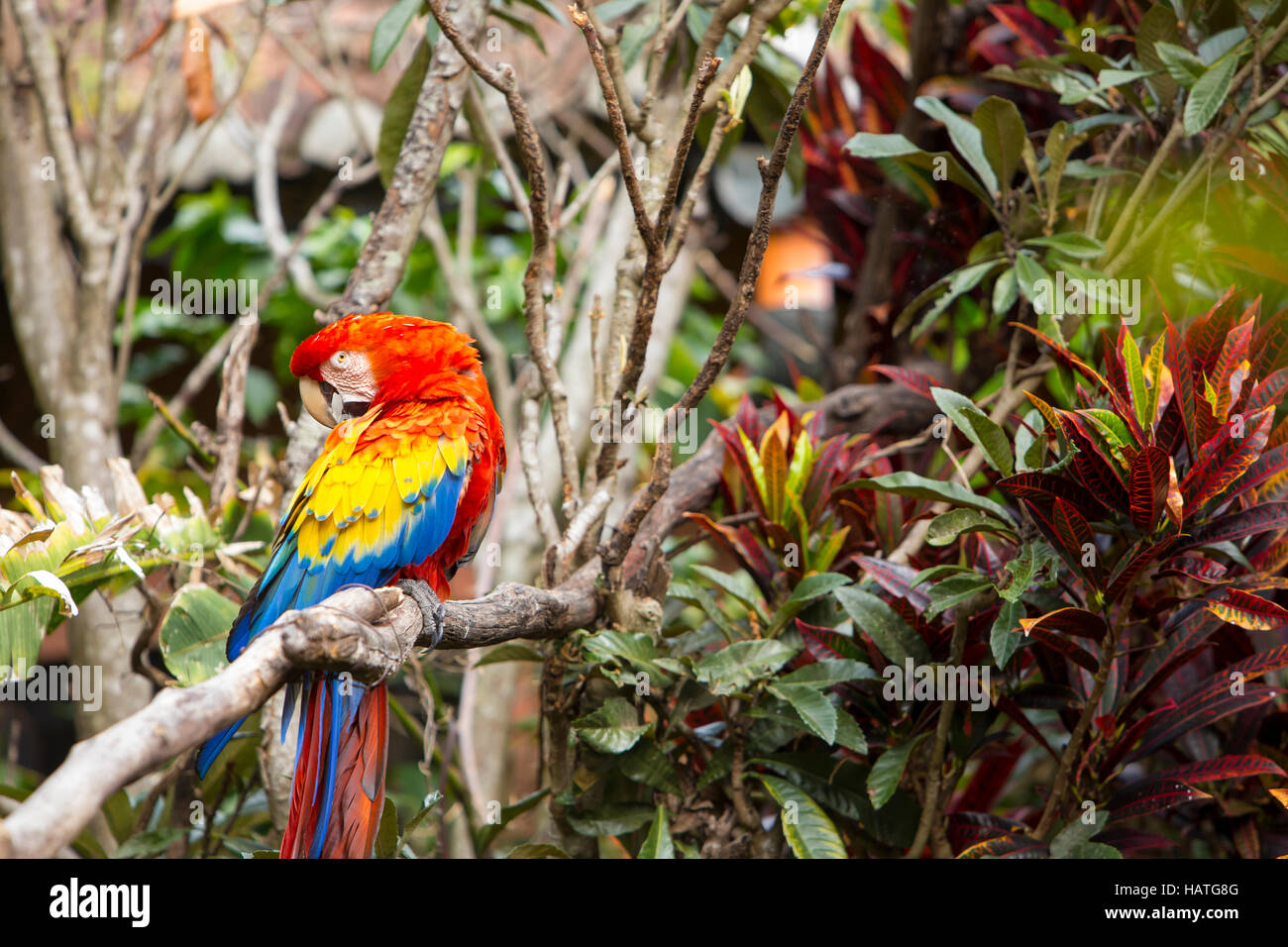 Macaw bird in the jungle preening while sitting in a tree Stock Photo ...