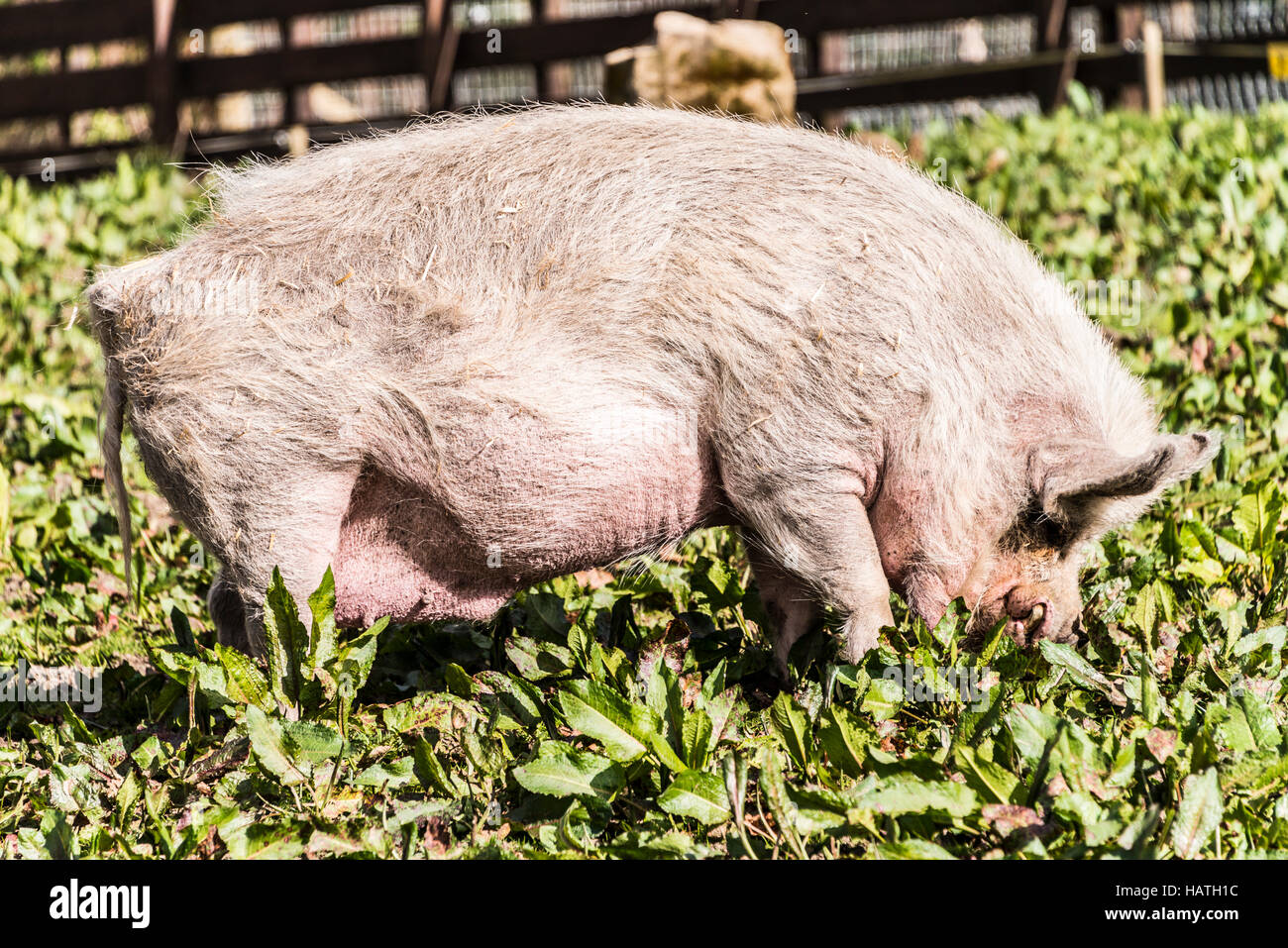 A pig feeding Stock Photo - Alamy