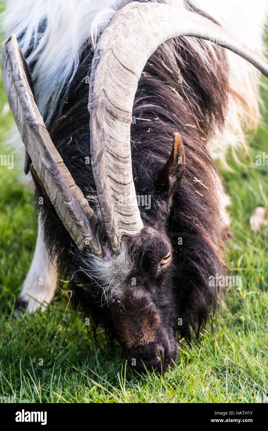 A bagot goat (Capra aegagrus hircus) grazing Stock Photo - Alamy