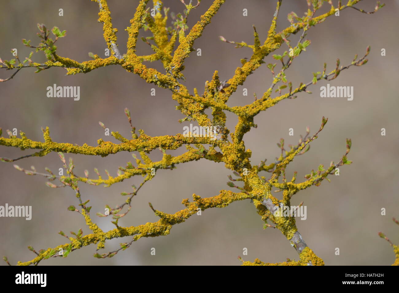 Branch covered in yellow litchen, England, UK Stock Photo - Alamy