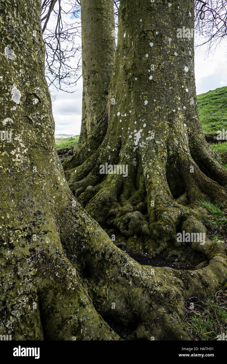 The lower trunk and roots of three trees Stock Photo - Alamy