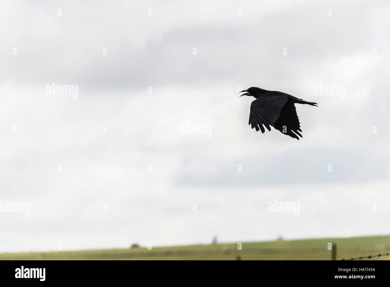 A rook (Corvus frugilegus) in flight Stock Photo - Alamy