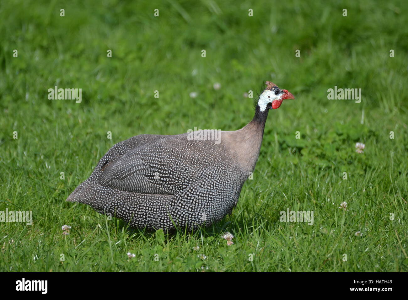 Guinea fowl on a lawn in the UK Stock Photo - Alamy