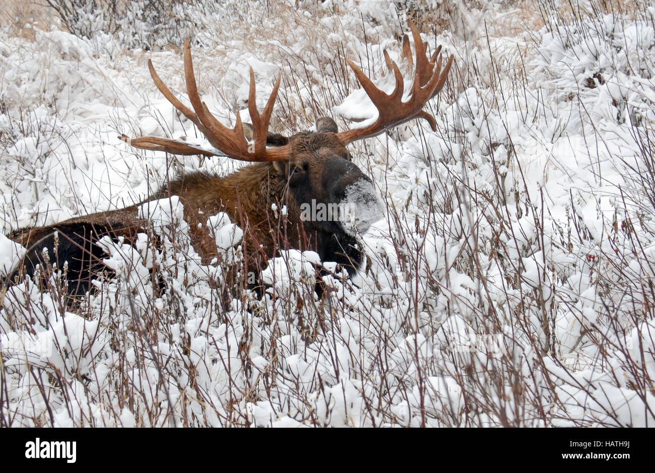 Moose rack hi-res stock photography and images - Alamy