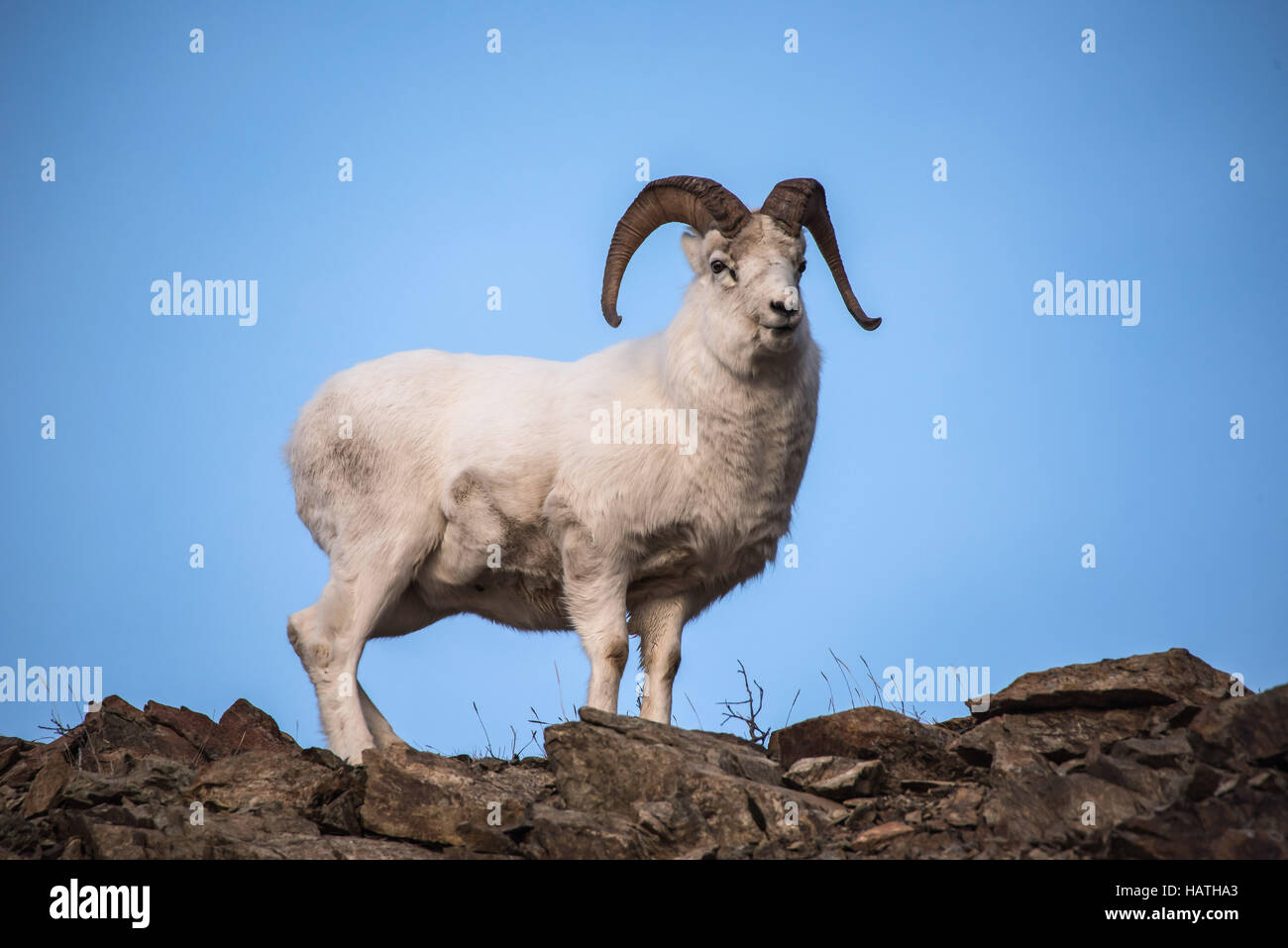 Dall sheep ram along the cliffs during the rut season Stock Photo - Alamy