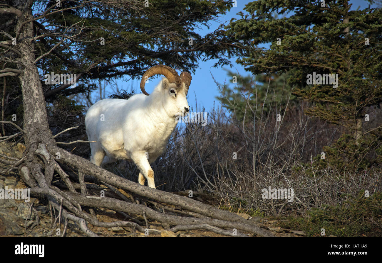 Dall sheep ram hi-res stock photography and images - Alamy