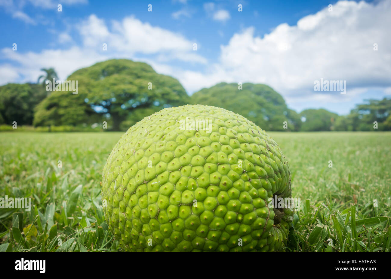 Freshly fallen breadfruit sitting in a grassy field with monkeypod ...